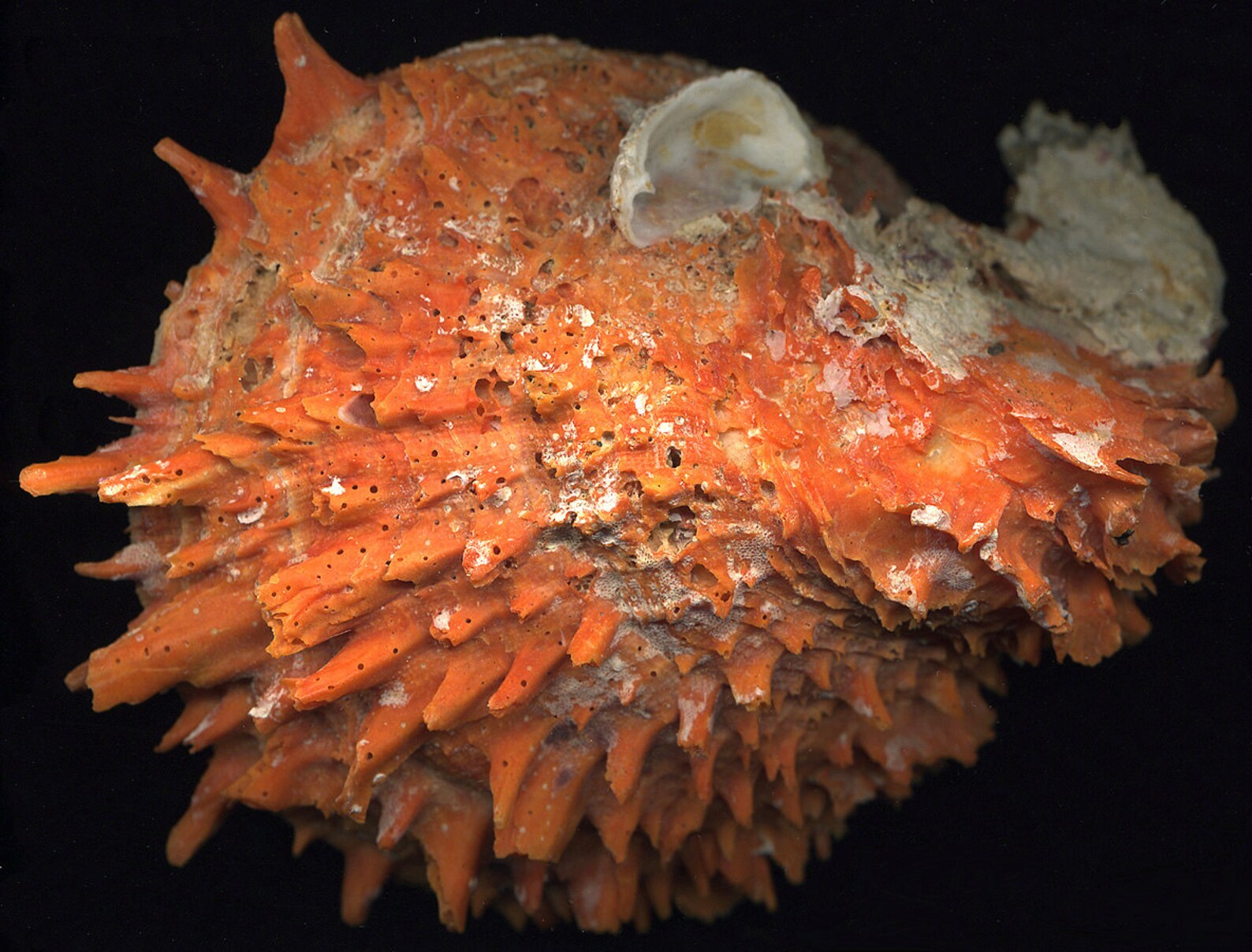 Spiny Oyster Pendant Bead Large 4 With Unusual Inlaid | Etsy