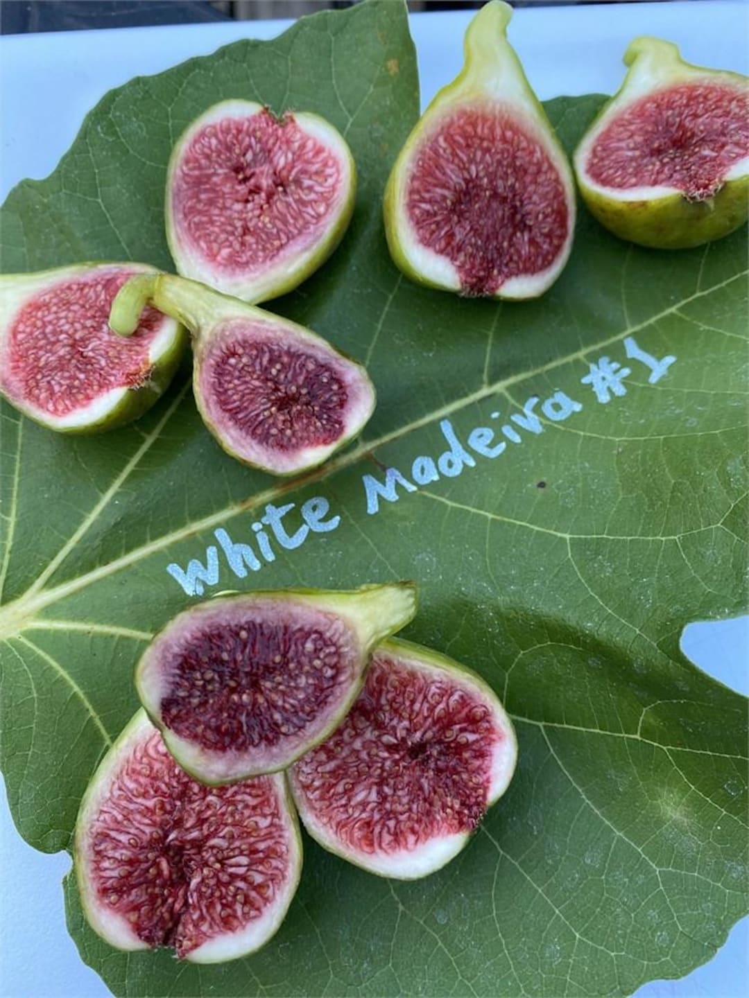 White Madeira #1 Fig Cuttings (2 per Purchase) - Etsy