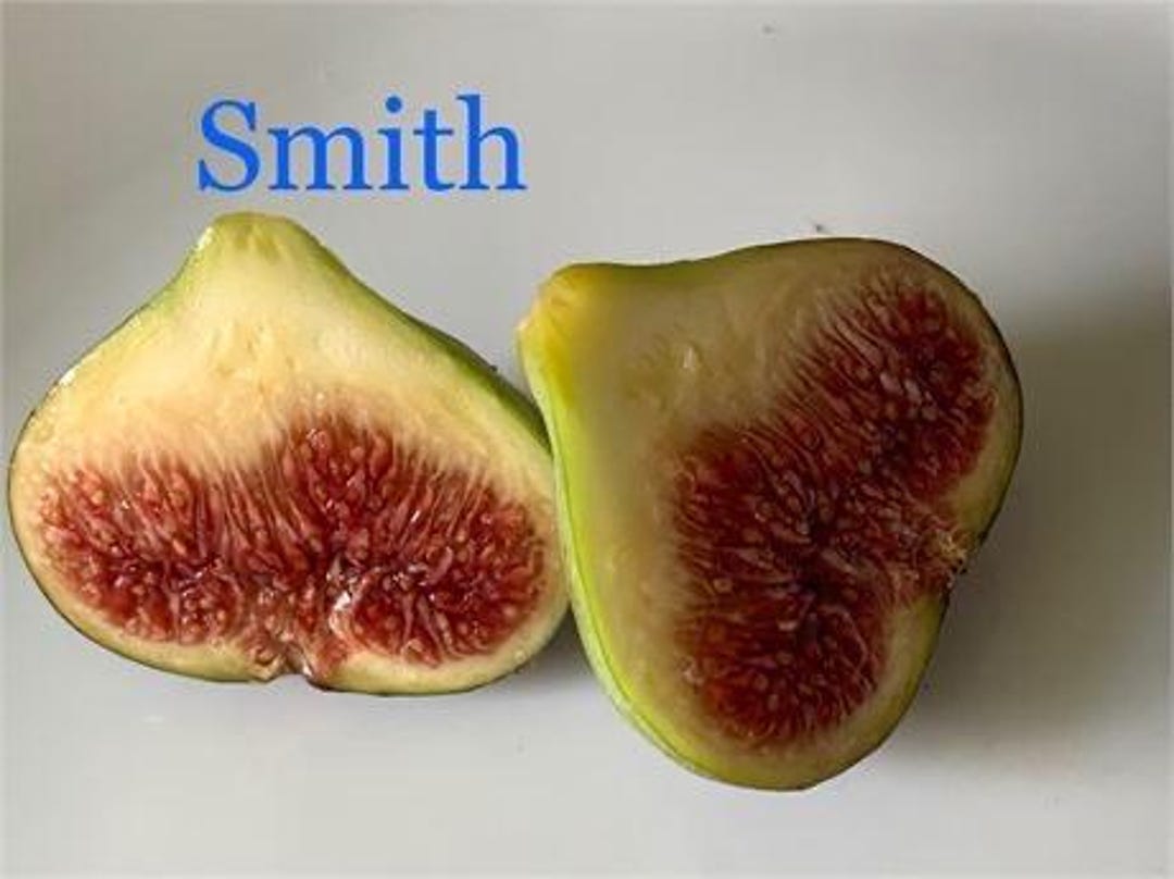 Smith Fig- Live 1 Gallon Fig Tree - Etsy