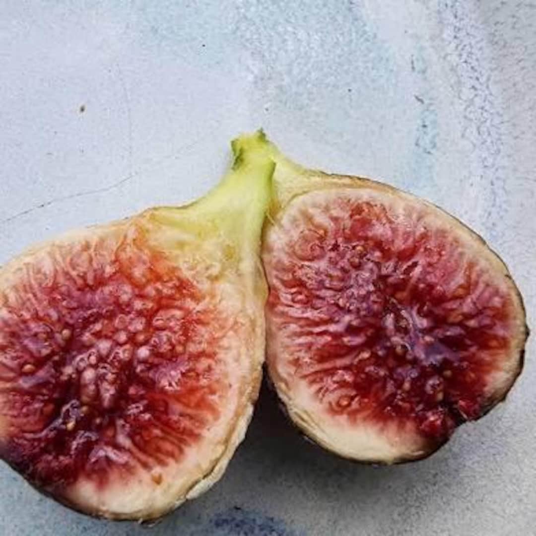 Malta Black Fig - Live 1 Gallon Fig Tree - Etsy