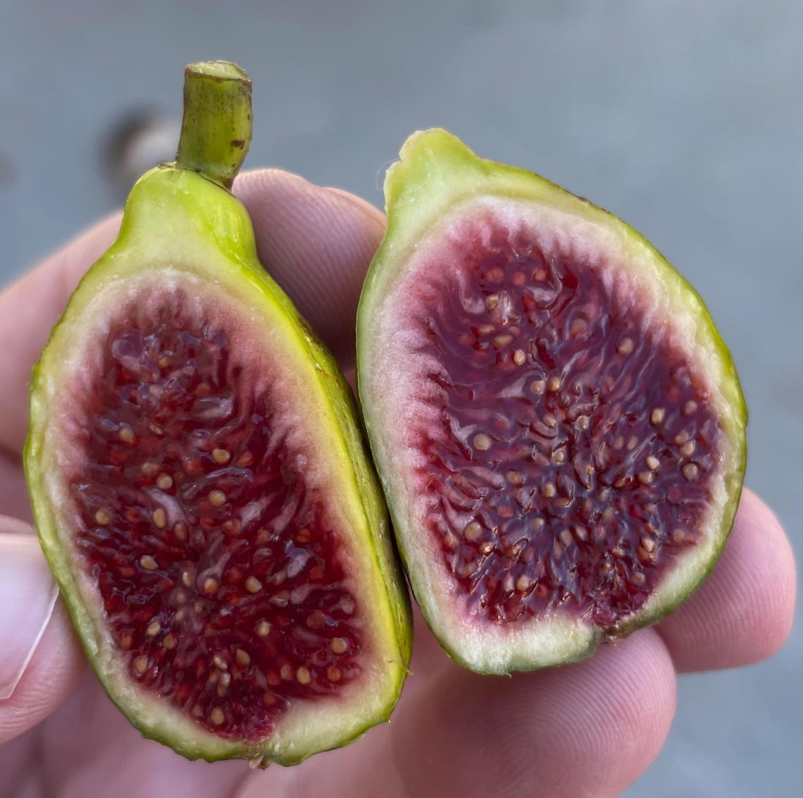 White Madeira #1- Live 1 Gallon Fig Tree - Etsy