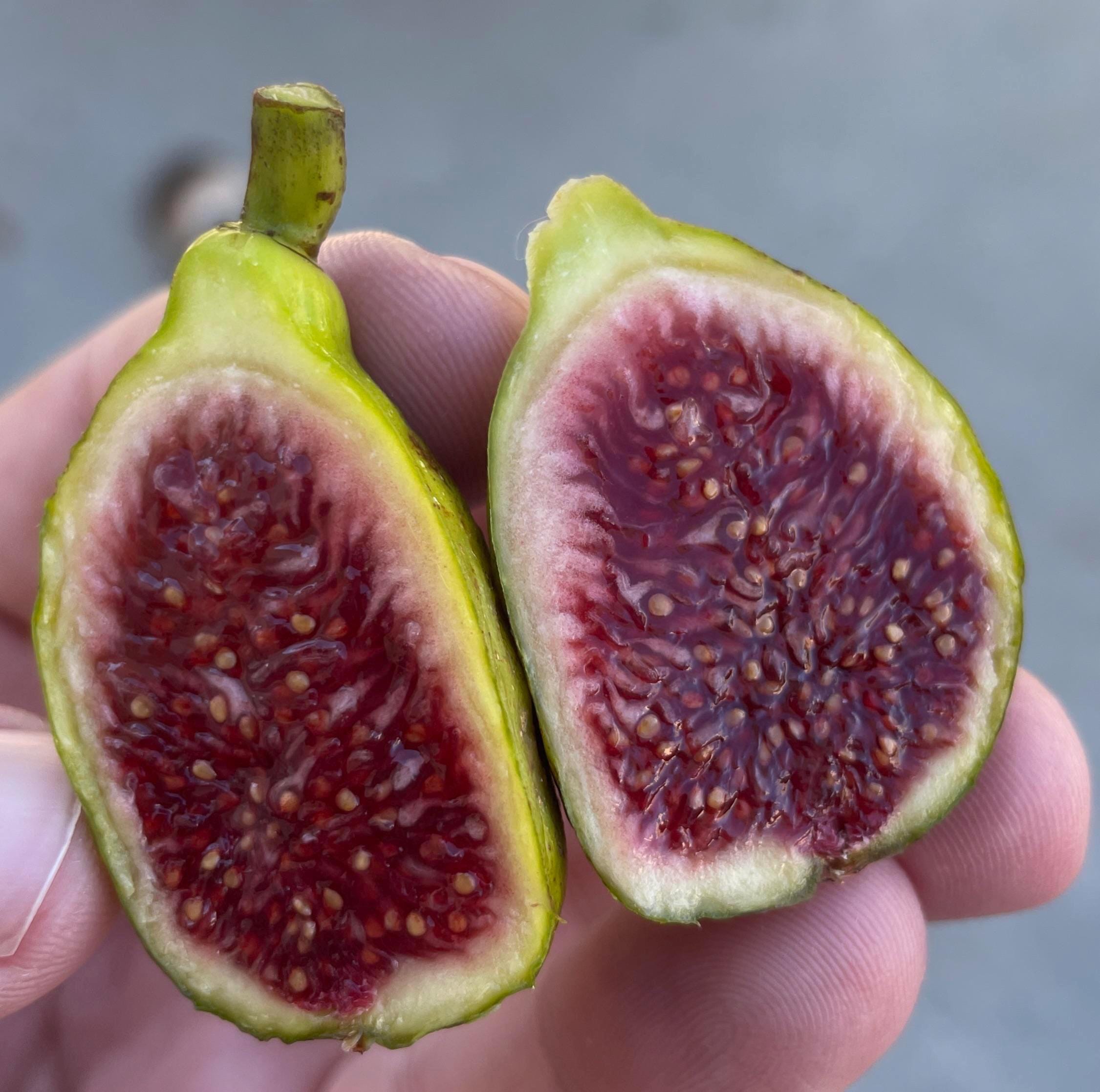 White Madeira #1- Live 1 Gallon Fig Tree - Etsy