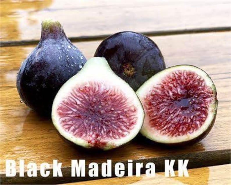 Black Madeira KK- Live 1 Gallon Fig Tree - Etsy
