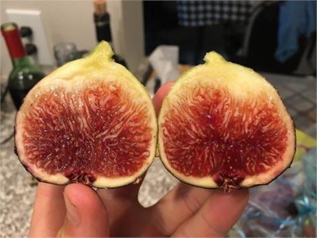 Calderona MP- Live 1 Gallon Fig Tree - Etsy