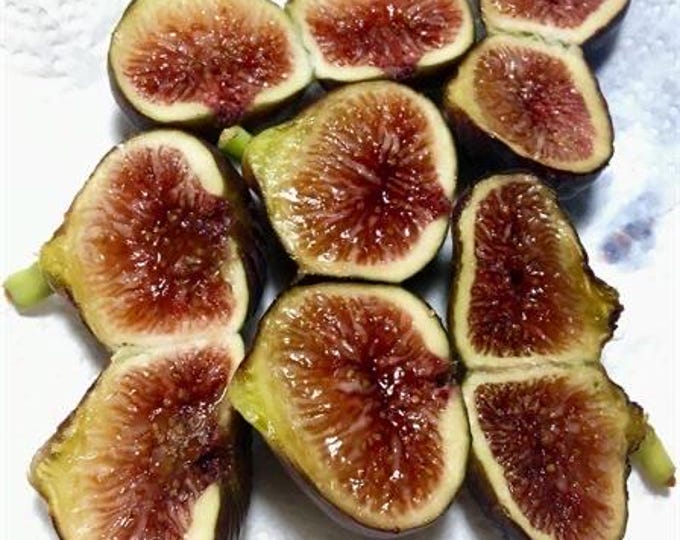 Ficus Carica ‘italian' Fig Tree in Gallon Pot Fig Fruit - Etsy