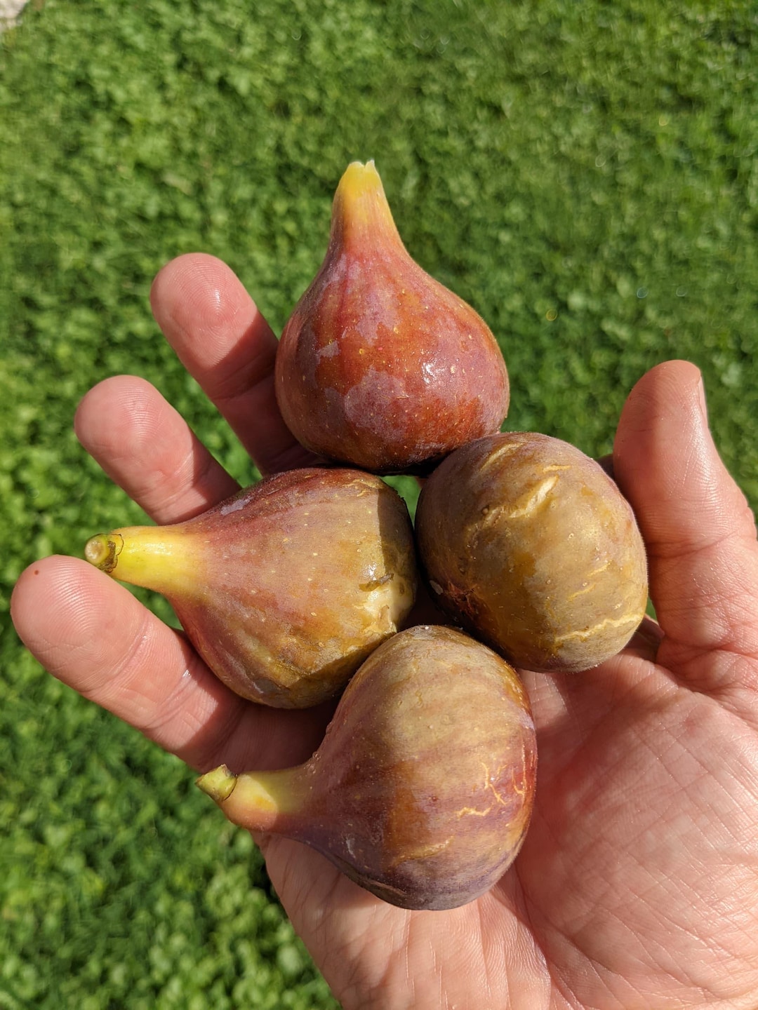 LSU Tiger Fig- Live 1 Gallon Fig Tree - Etsy