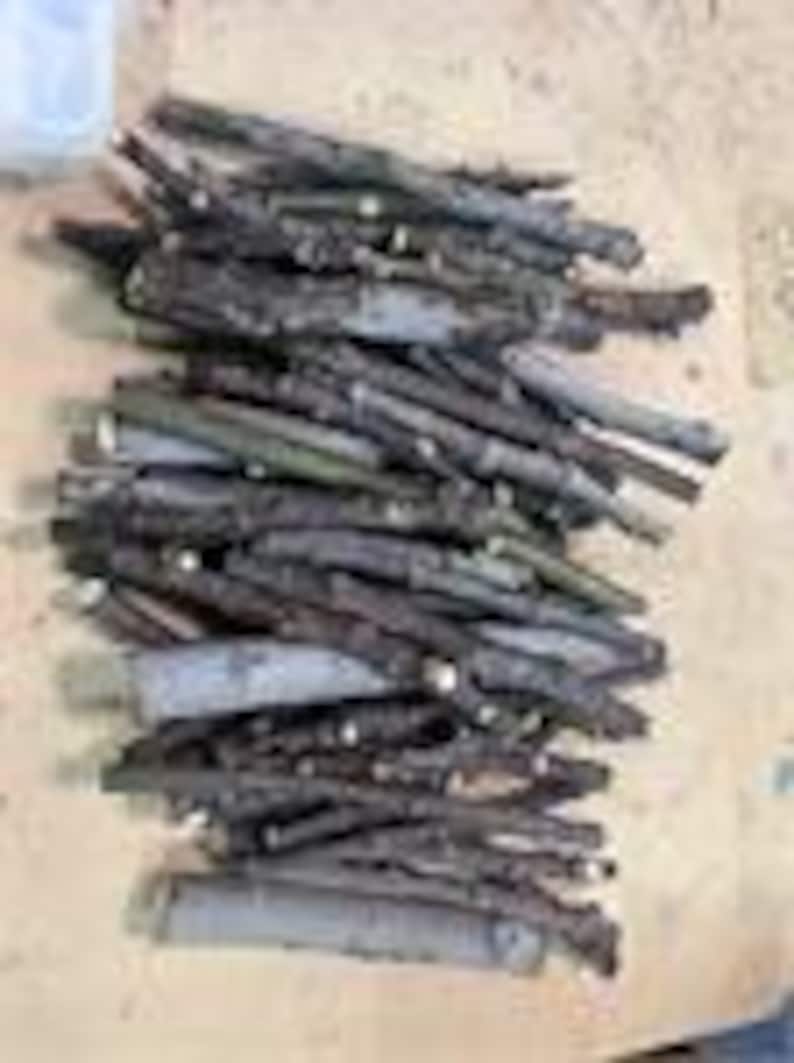 Italian 258 Fig Cuttings (3 per Purchase) (I 258, I258, I-258) - Etsy