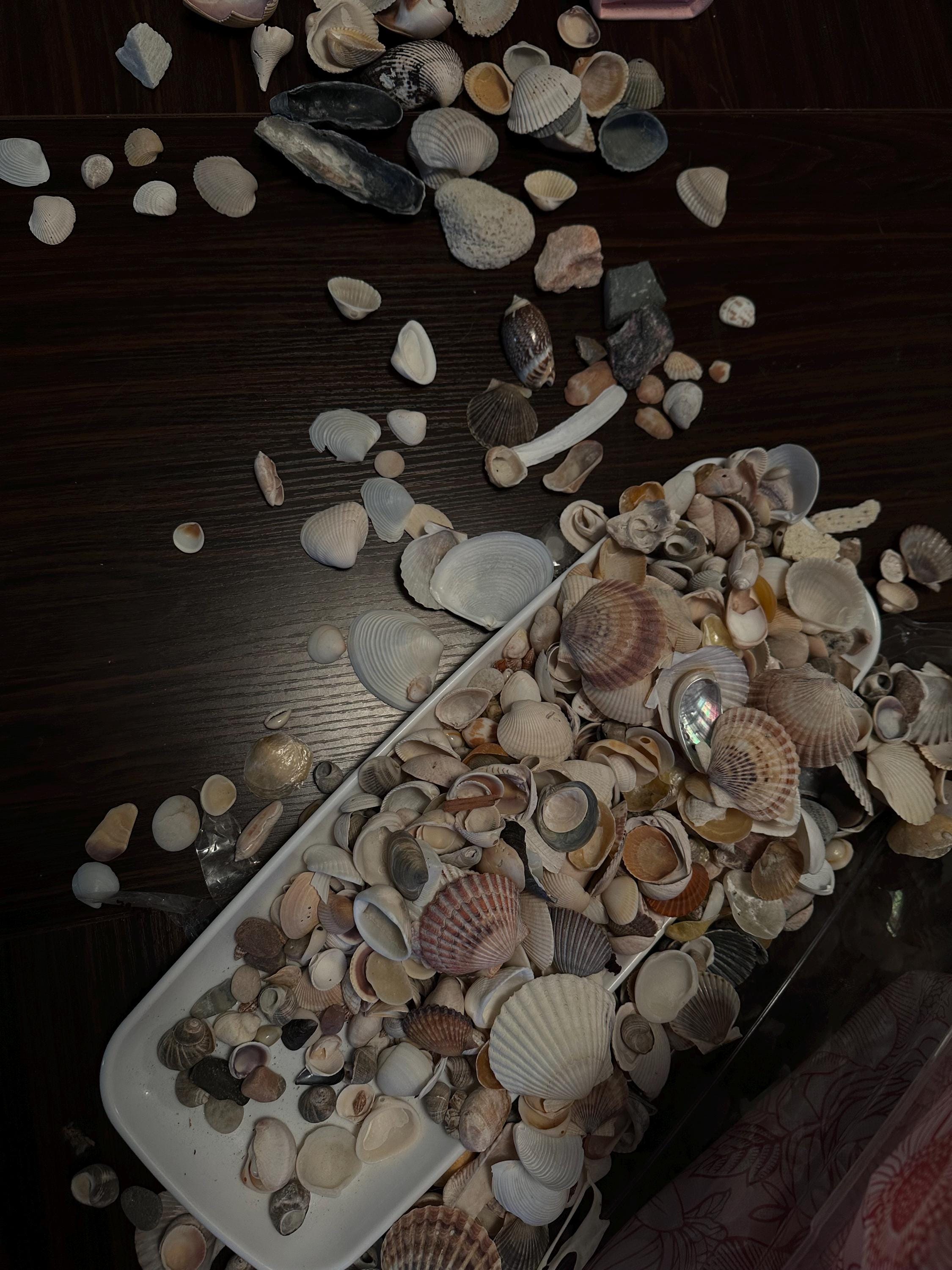 Sea Shell Picure Frame Keepsakes, Personalized or Random, Coastal Home ...
