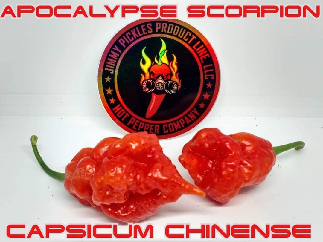 Apocalypse Scorpion Isolated Pepper Seeds 10-15 Seeds per Pack - Etsy