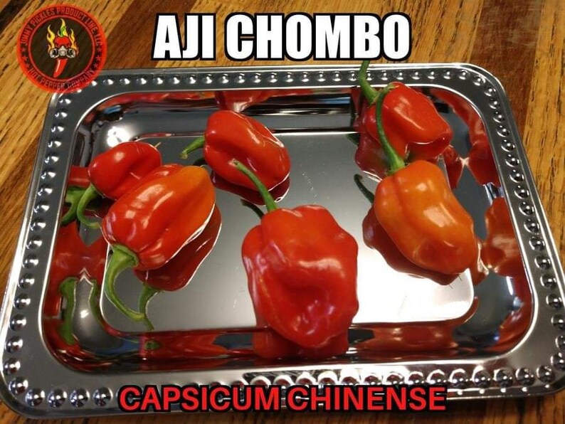 Aji Chombo Isolated Pepper Seeds hot 10-15 Seeds per Pack - Etsy
