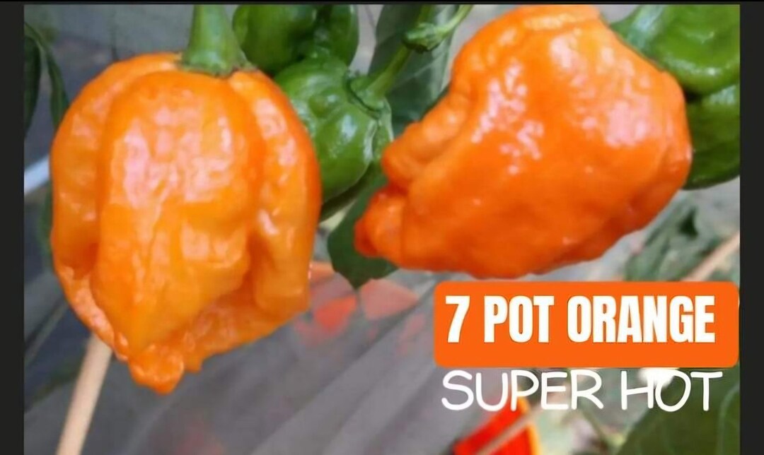 7 Pot Orange Isolated Pepper Seeds super Hot 10-15 Seeds - Etsy