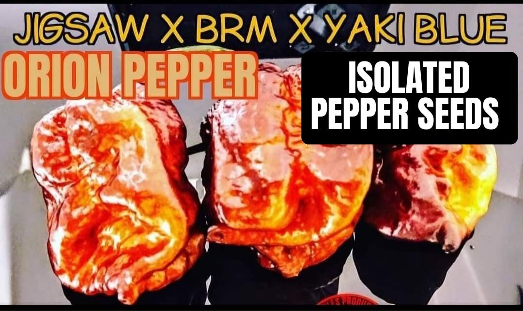 Orion Isolated Pepper Seeds super Hot 10-15 Seeds per Pack - Etsy