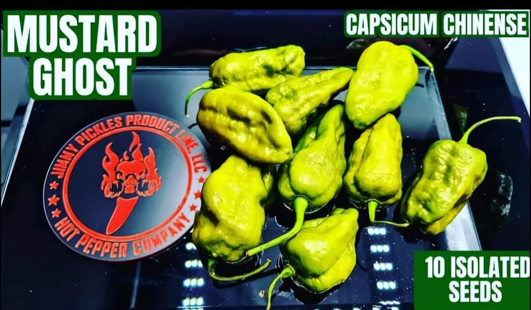 Mustard Ghost Isolated Pepper Seeds superhot 10-15 Seeds per Pack - Etsy