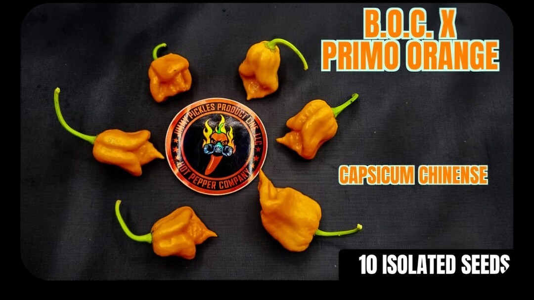 BOC X Primo Orange Isolated Pepper Seeds super Hot 10-15 Seeds per Pack ...