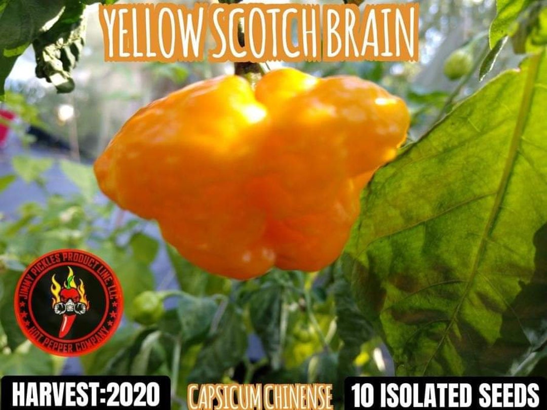 Yellow Scotch Brain Isolated Pepper Seeds super Hot 10-15 Seeds per ...