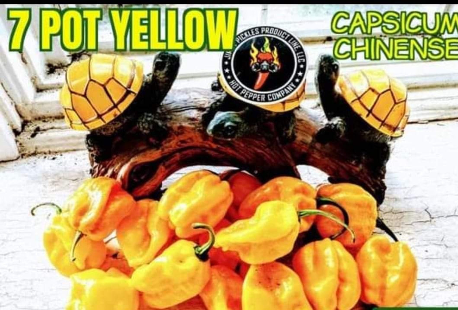 7 Pot Yellow Isolated Pepper Seeds super Hot 10 15 Seeds per Pack - Etsy