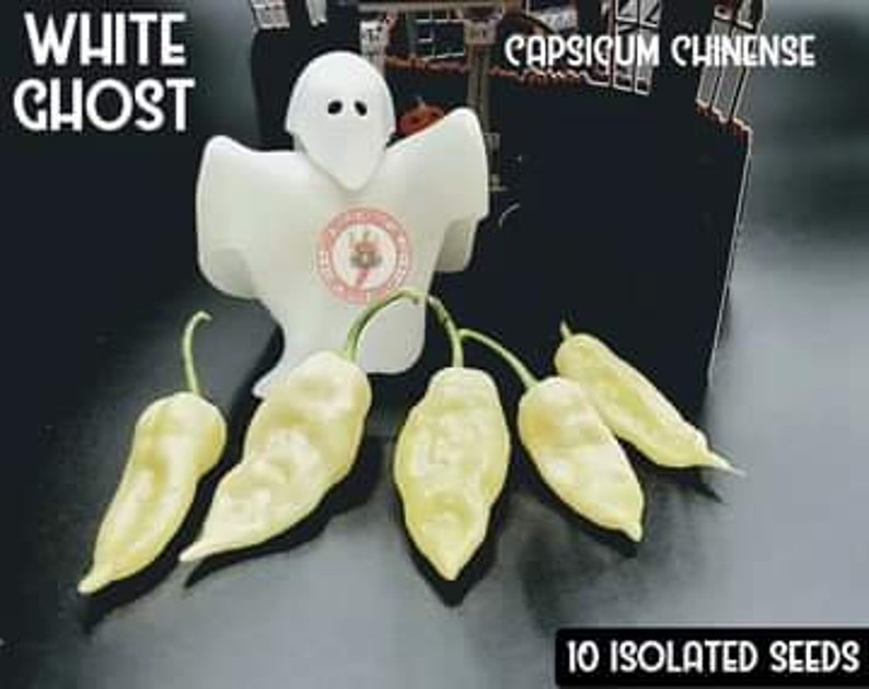 White Ghost Isolated Pepper Seeds 10-15 Seeds per Pack - Etsy
