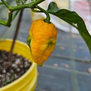 7 Pot Yellow Isolated Pepper Seeds super Hot 10 15 Seeds per Pack - Etsy