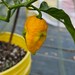 7 Pot Yellow Isolated Pepper Seeds super Hot 10 15 Seeds per Pack - Etsy