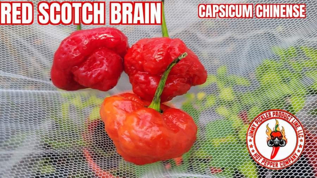 Red Scotch Brain Isolated Pepper Seeds super Hot 10-15 Seeds per Pack ...