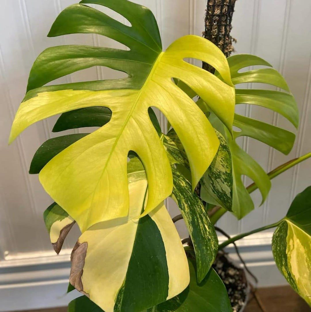 Monstera Aurea Variegated Rooted Node Cutting Monstera Albo With a One ...