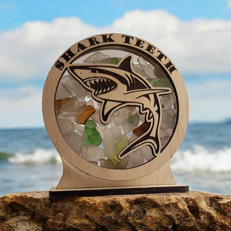 Shark Tooth Display - Etsy