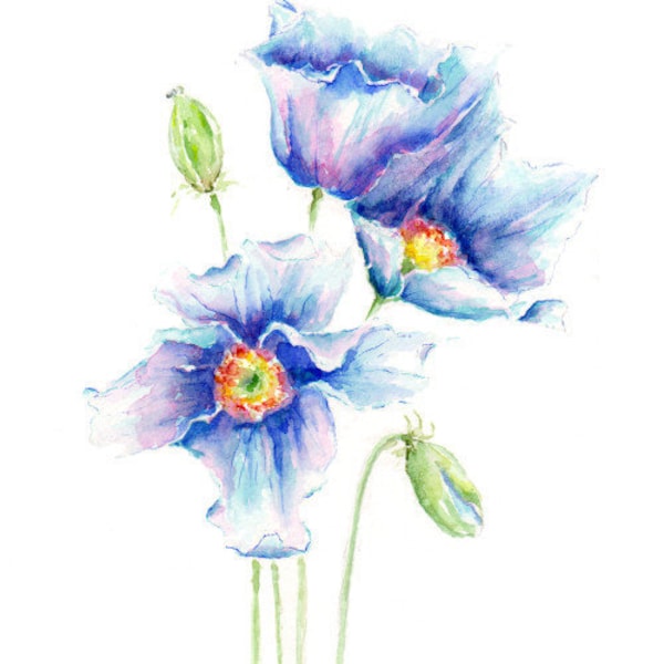 Himalayan Blue Poppy - Etsy