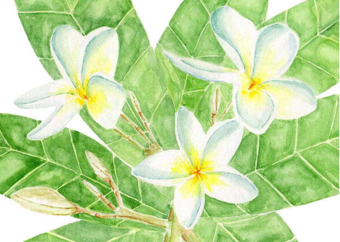 Tropical Plumeria Watercolor Painting Print From Original Watercolor ...