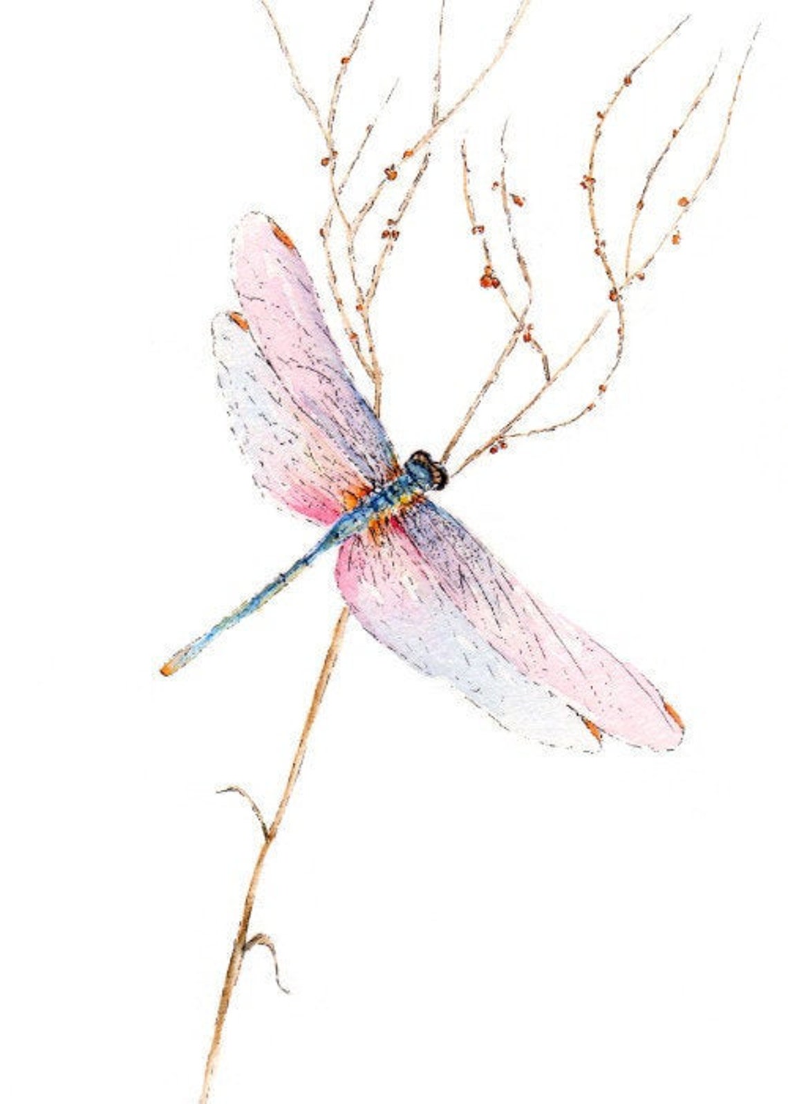 Dragonfly Watercolor Painting Print From Original Watercolor Painting ...