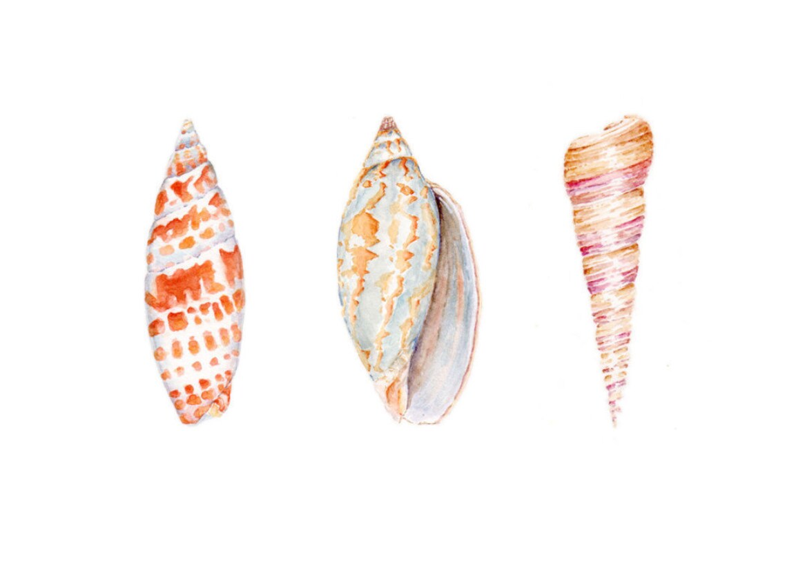 Sea Shells Watercolor Painting Print From Original Watercolor Painting ...