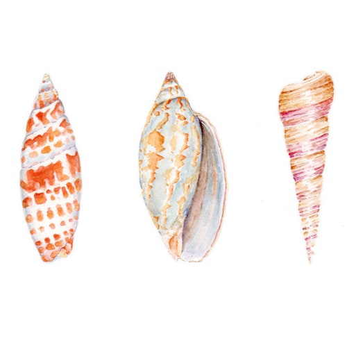 Sea Shells Watercolor Painting Print From Original Watercolor - Etsy