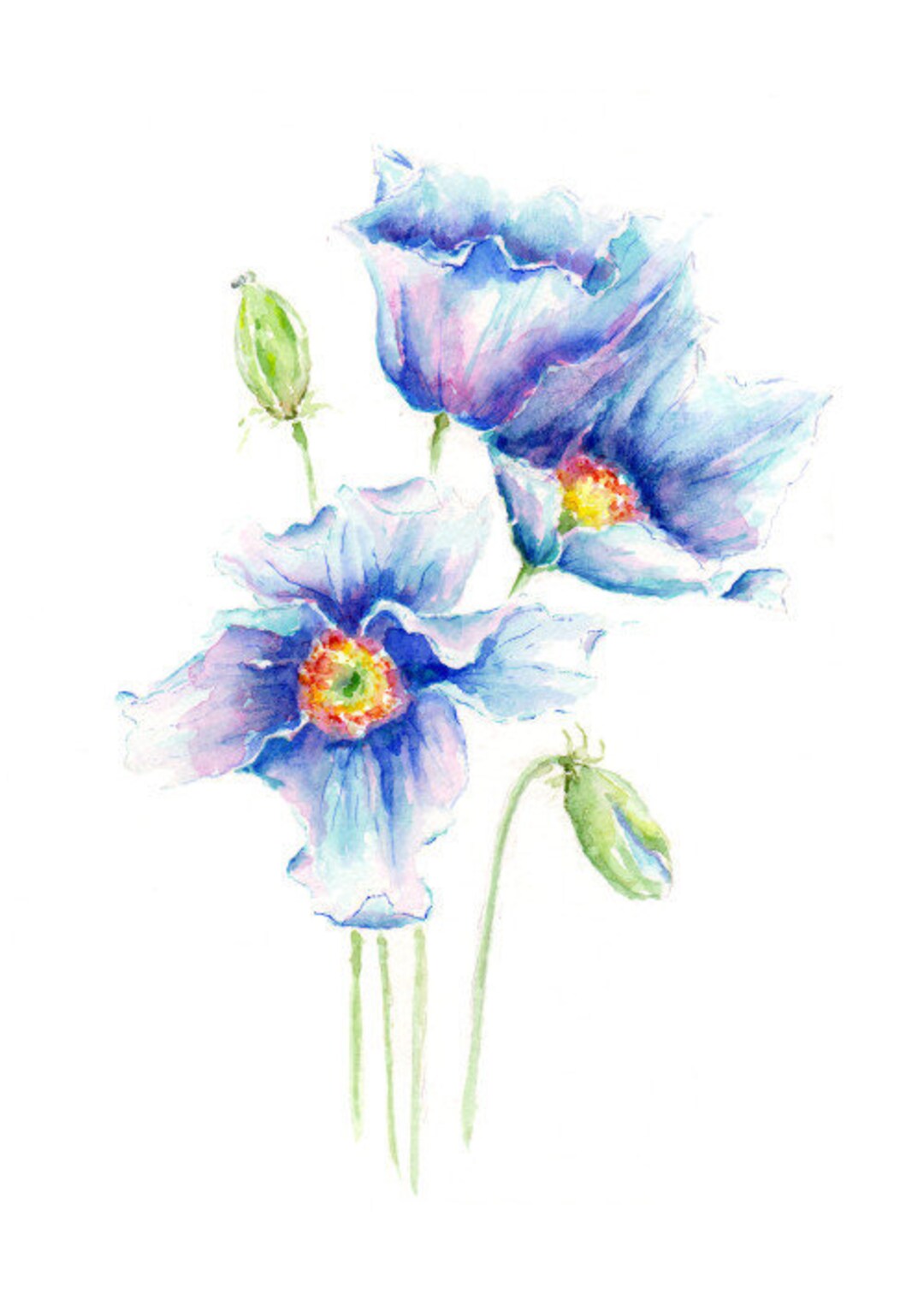 Blue Himalayan Poppies Watercolor Painting Print From Original ...