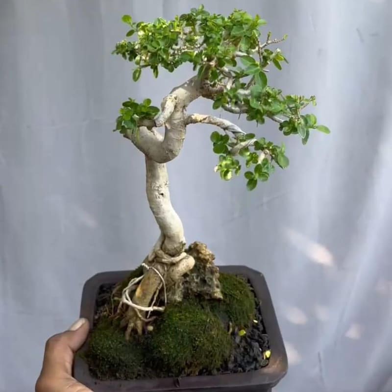 Real Bonsai Tree - Etsy