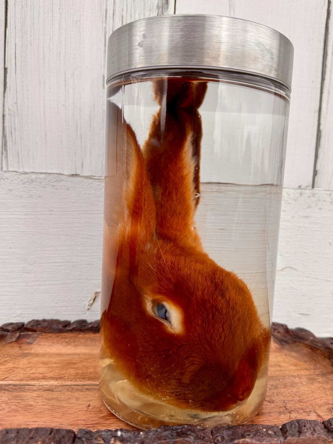 Preserved Rabbit Head Wet Specimen – A Haunting Remnant of Nature - Etsy