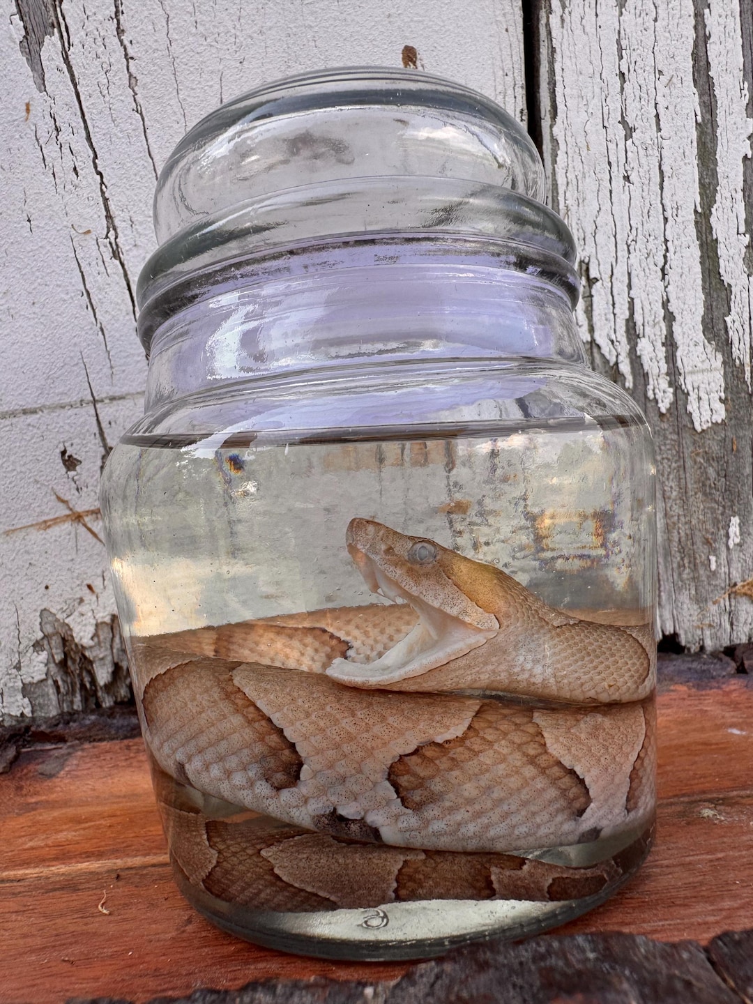 Copperhead Snake Wet Specimen in Glass Jar - Etsy