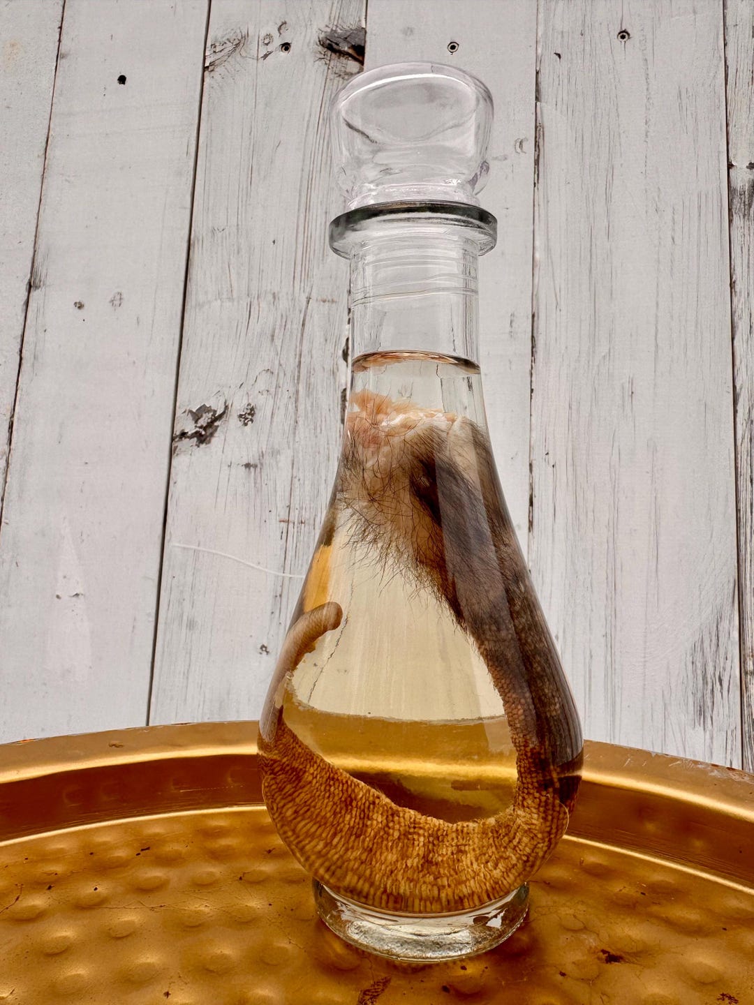 Hobbits Feet Aka Possum Feet - Etsy