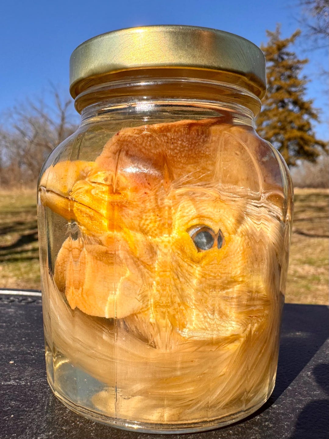 Chicken Head in Vintage Glass Jar Wet Specimen - Etsy