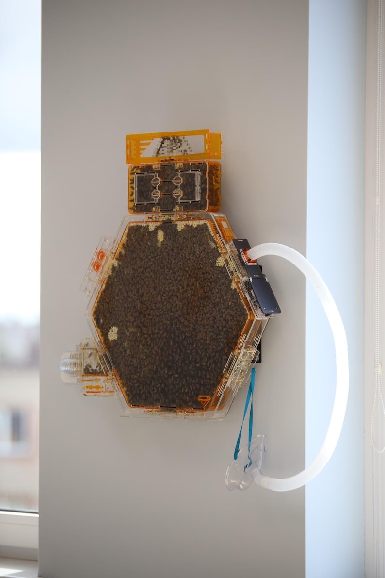 Beeamond Urban Indoor Beehive - Etsy