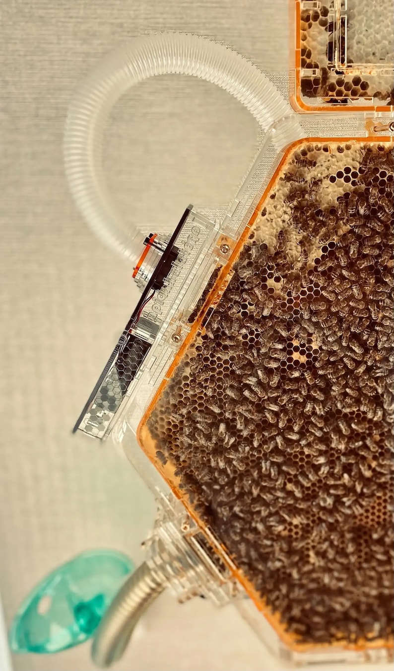 Beeamond Urban Indoor Beehive - Etsy