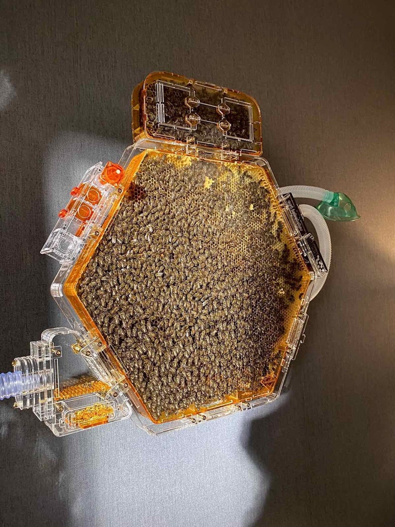 Beeamond Urban Indoor Beehive - Etsy