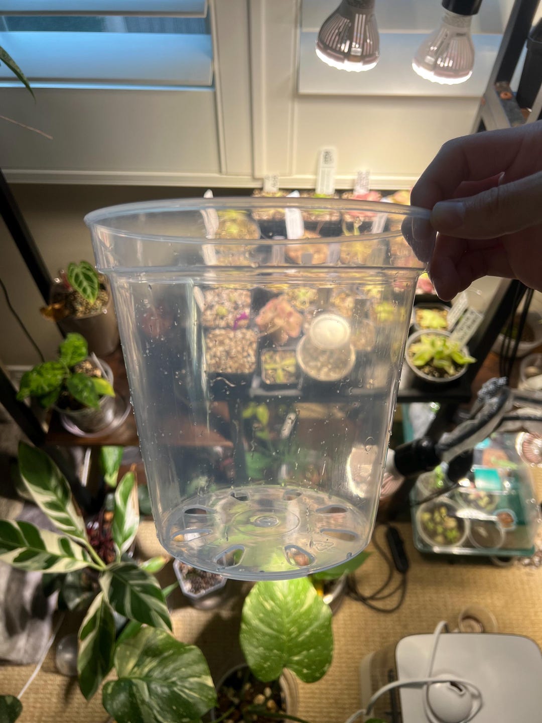 7” Large Clear Planter Pot | High Quality Transparent Plastic ...
