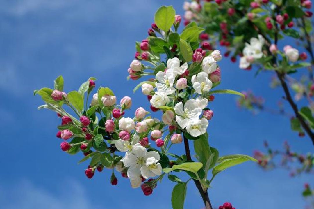 6ft - PINK LADY - Apple Fruit Live Tree Gardening Outdoors Garden ...
