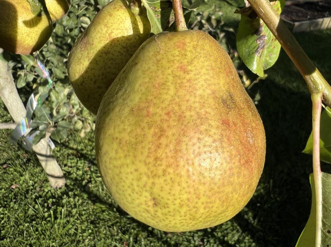 6ft - KIEFFER PEAR - Pear Fruit Live Tree Gardening Outdoors Garden ...