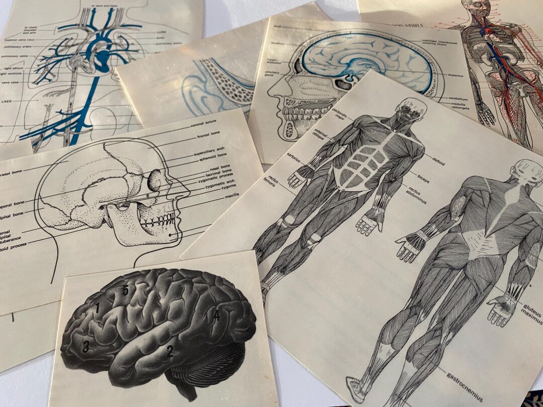 Anatomy Illustrations Laminated From Vintage School Book Scrapbooking ...
