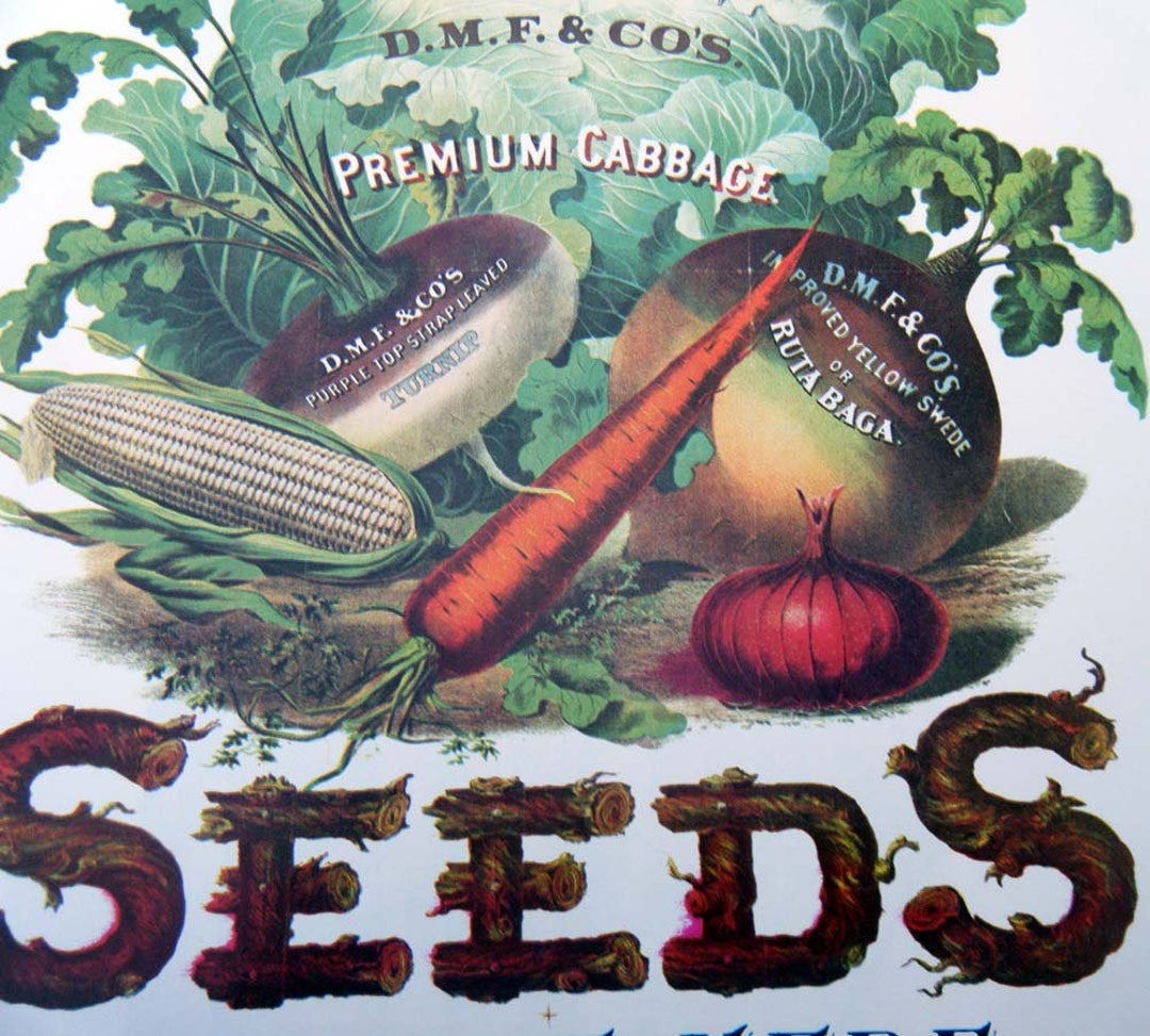 Vintage Seed Advertising Poster, Rutabaga, Turnip, Cabbage Book Plate ...