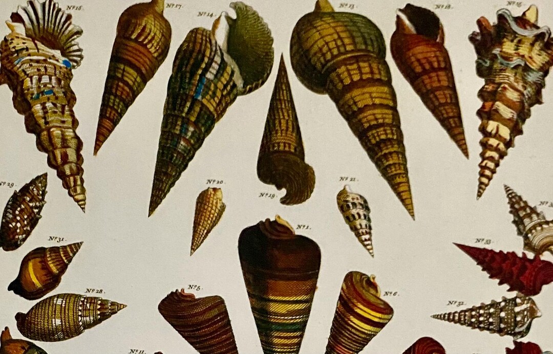 SHELLS Nature Art Print Vintage Seashells Reprint Albertus Seba 18th ...