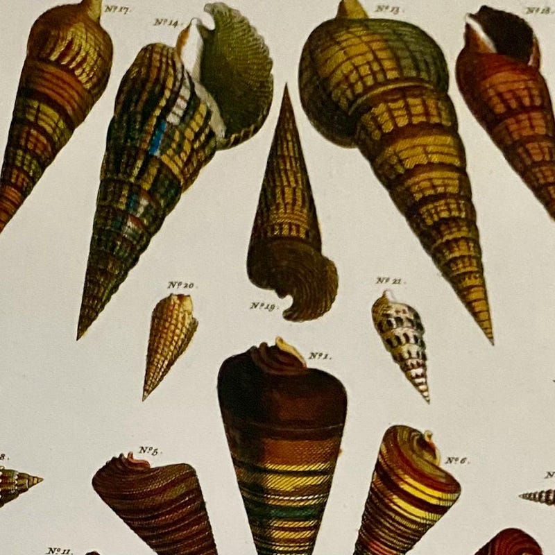 Albertus Seba - Etsy