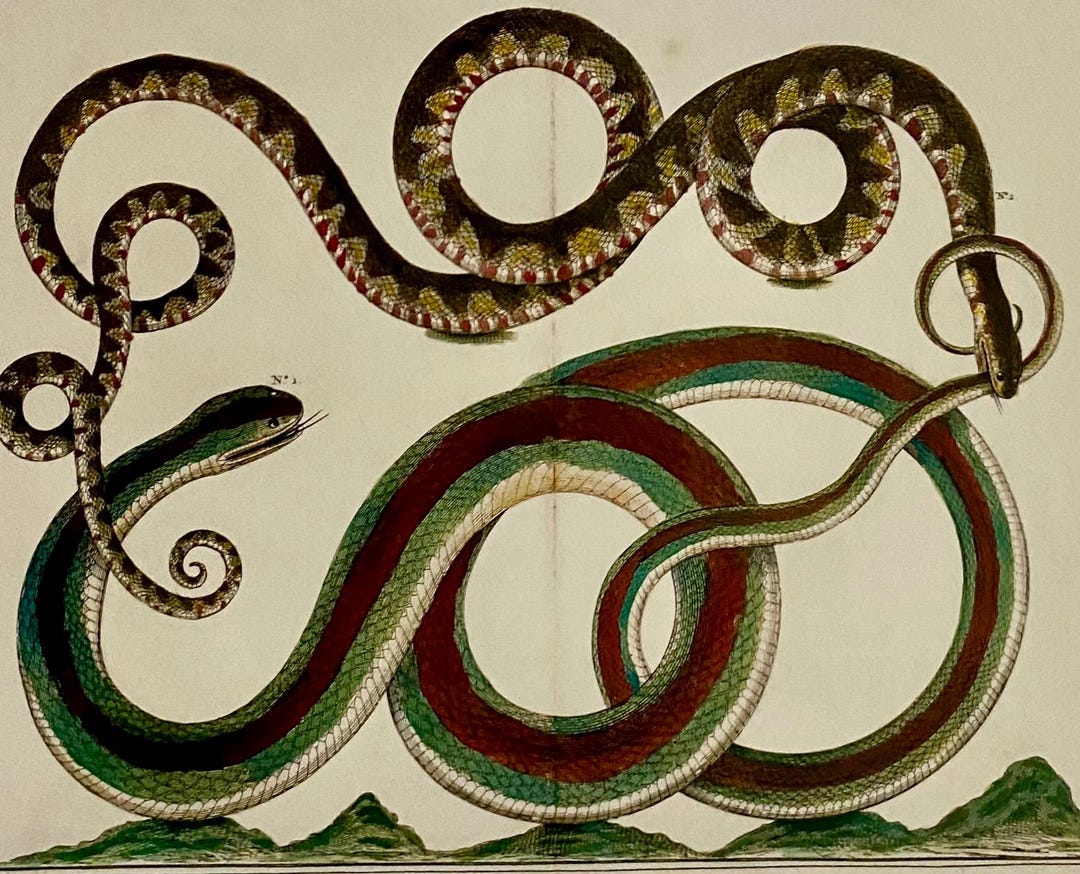 SNAKES Nature Art Print Vintage Reprint Albertus Seba 18th Century ...