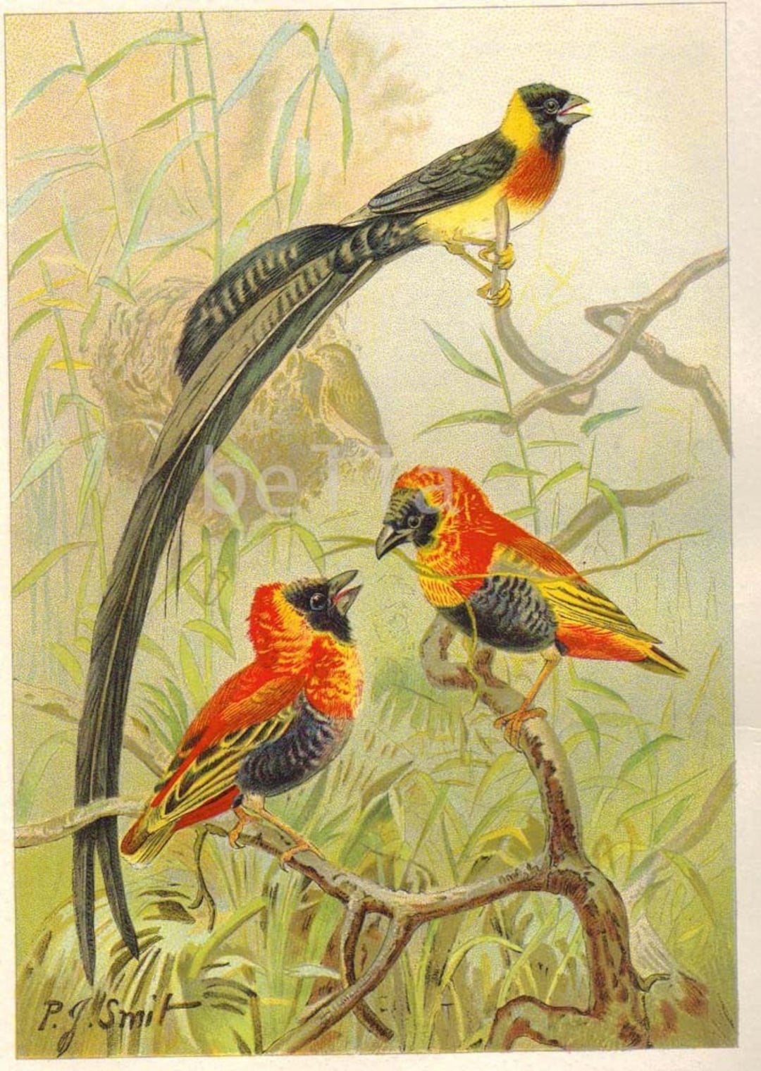 WEAVER BIRDS P.J. Smit Antique Colored Print 1901 Lydekker P J. Smit - Etsy