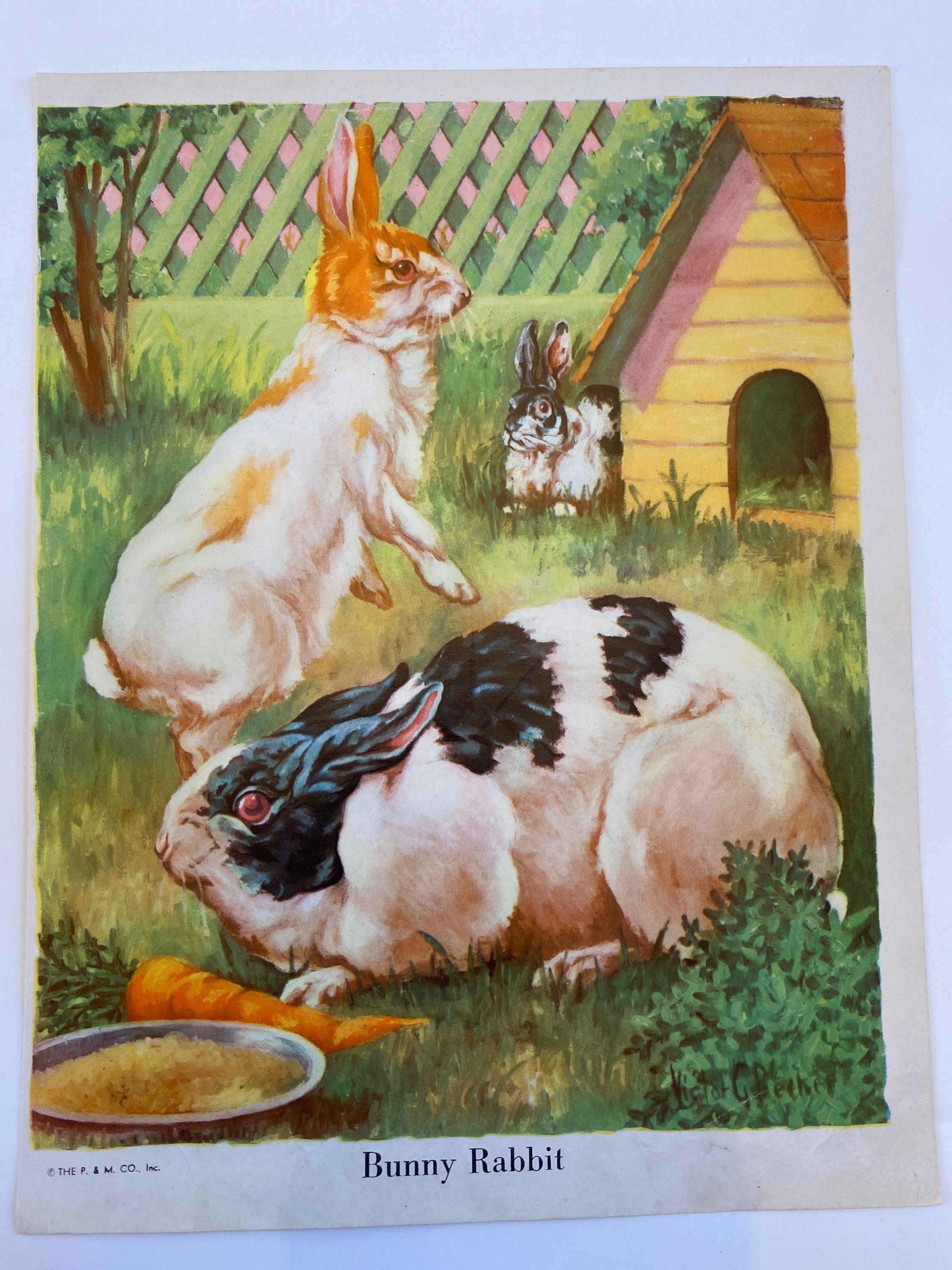 Bunny Rabbits A Vintage Storybook Illustration by Victor Becker 1930s ...